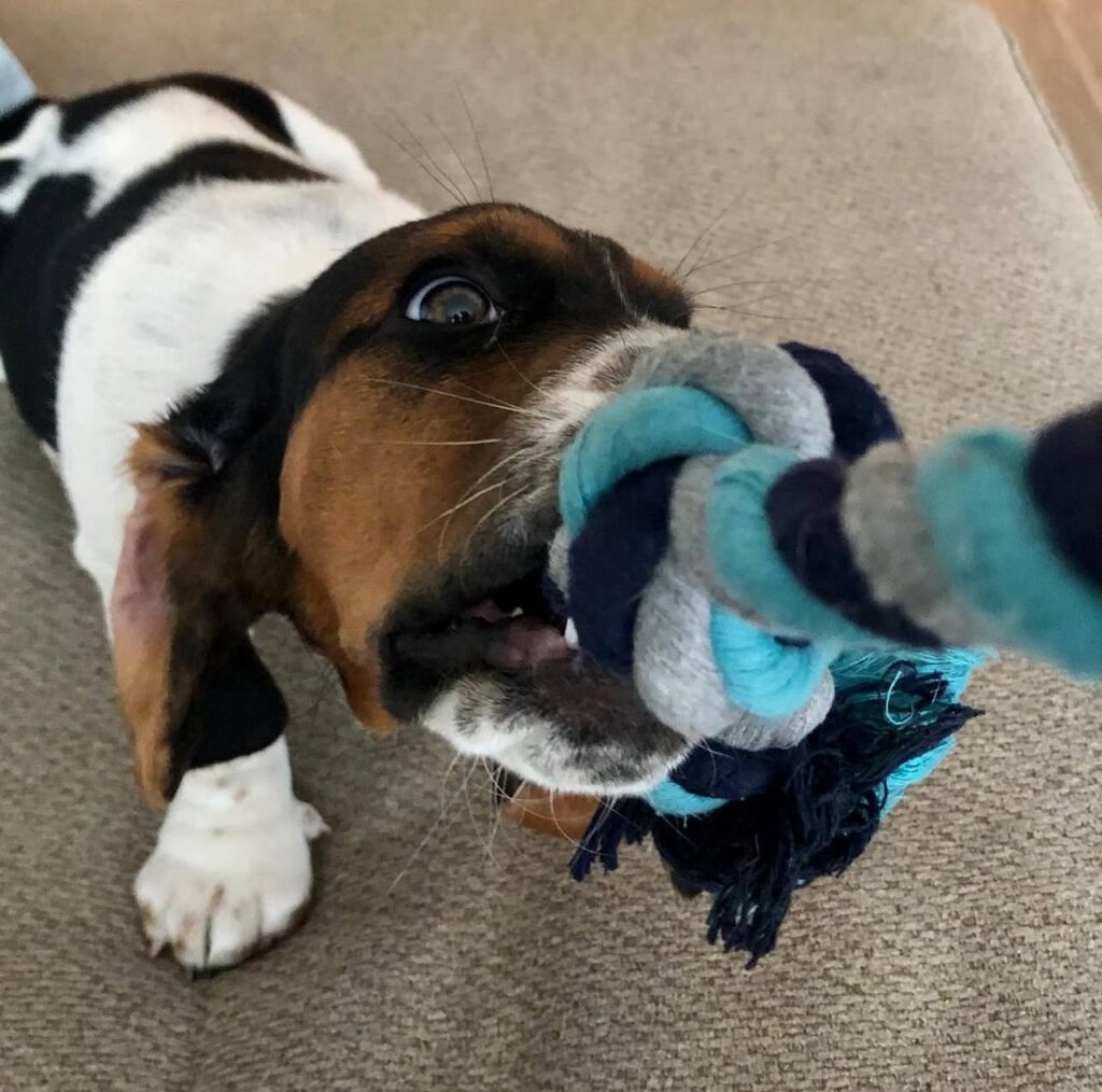 About - Basset Hound Love