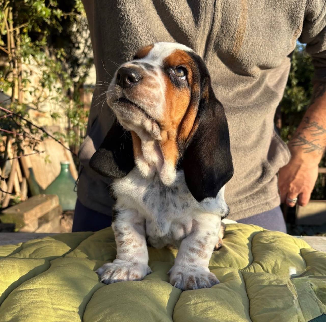 Home - Basset Hound Love